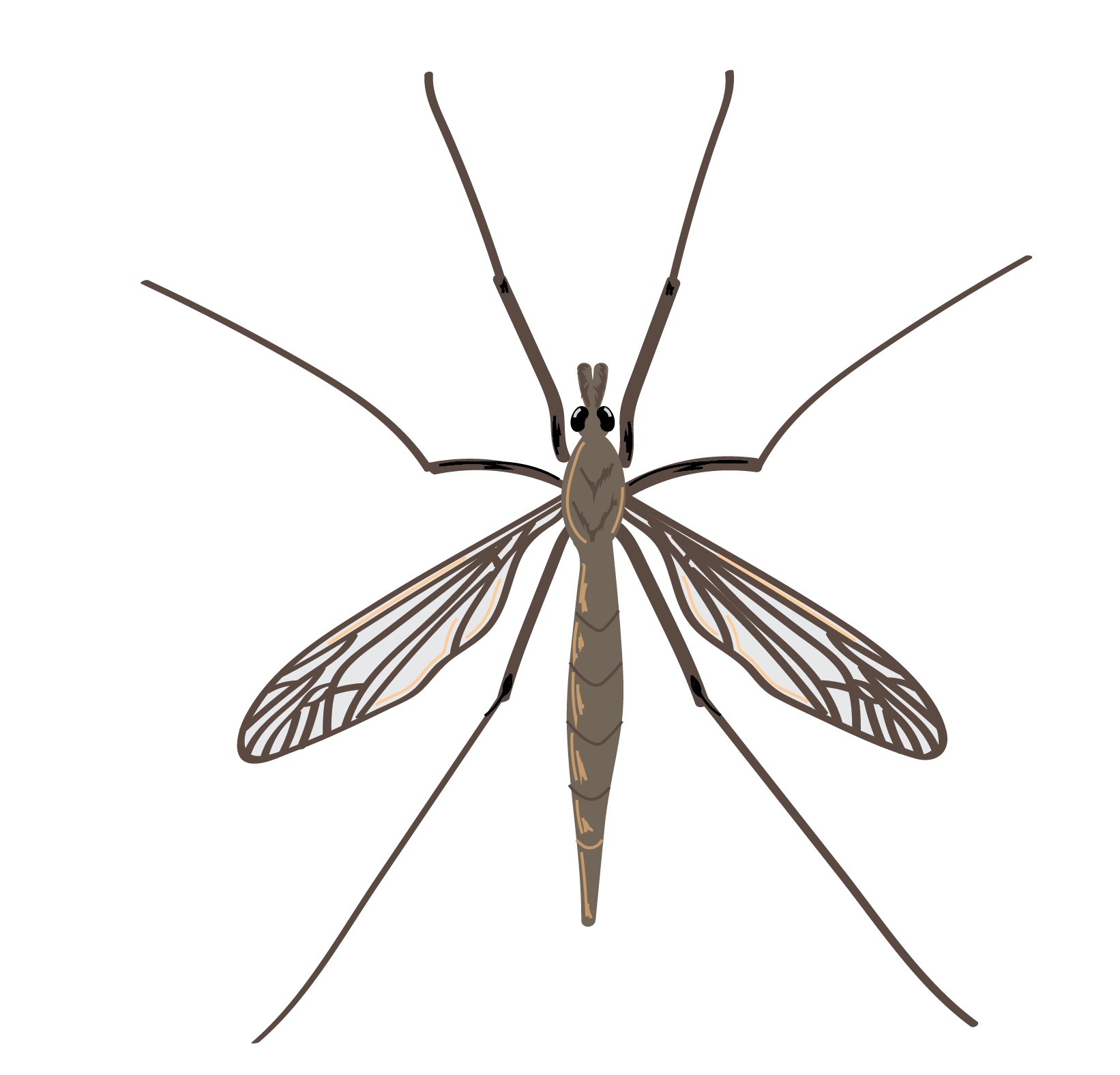 Hitchhikers Crane Fly hatching on 3rd October 2023 – HitchHikers SG